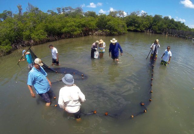 The Diverse Estuary of the Indian River Lagoon – Beach Houses In Paradise
