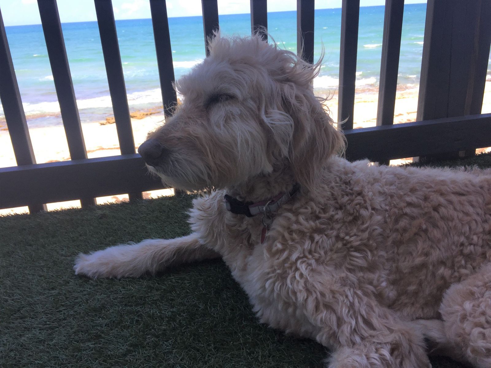 Pet Friendly Beach House Rentals in Florida