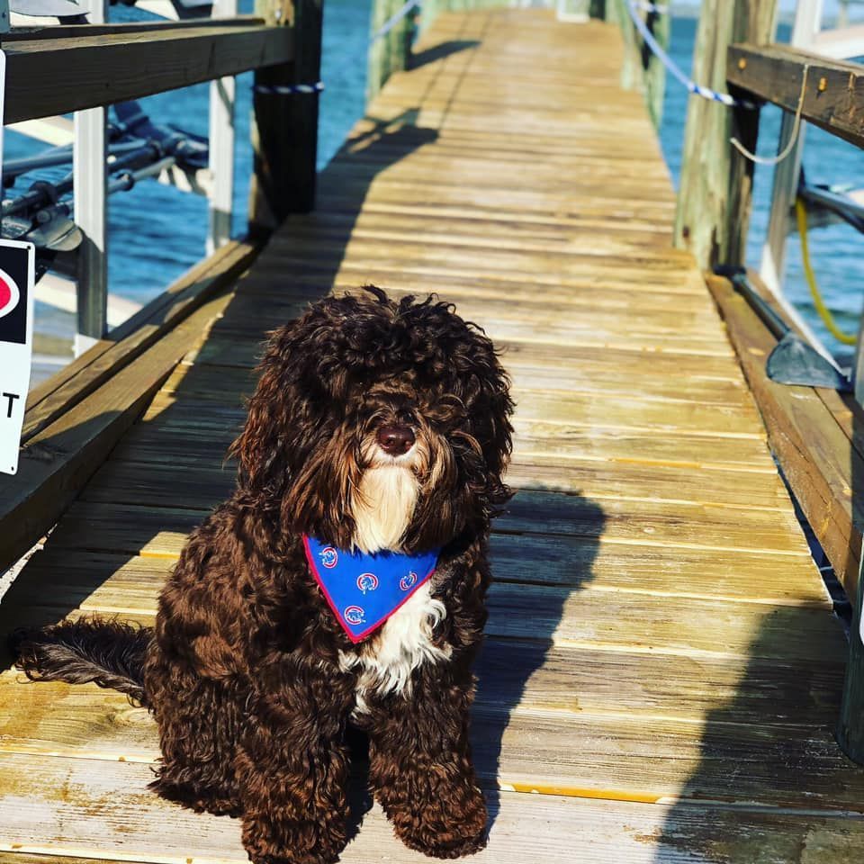 Pet Friendly Beach House Rentals in Florida